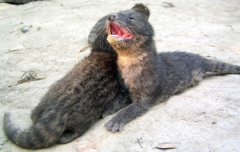 মিরসরাইয়ে উজাড় হচ্ছে বন, লোকালয়ে বন্যপ্রাণী | Oceantimesbd.com